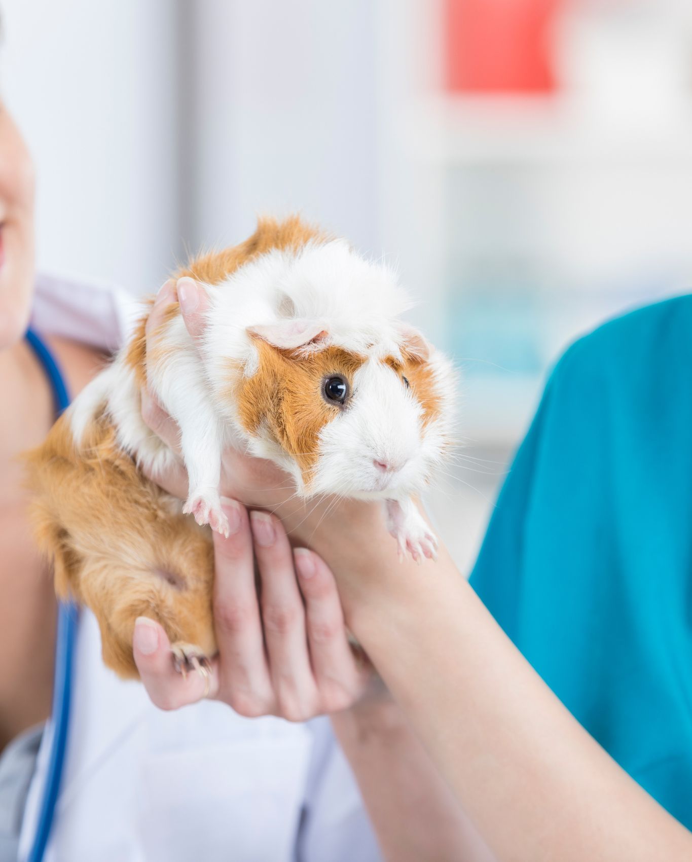 Veterinary Services In Fletcher, NC | Fletcher Animal Hospital
