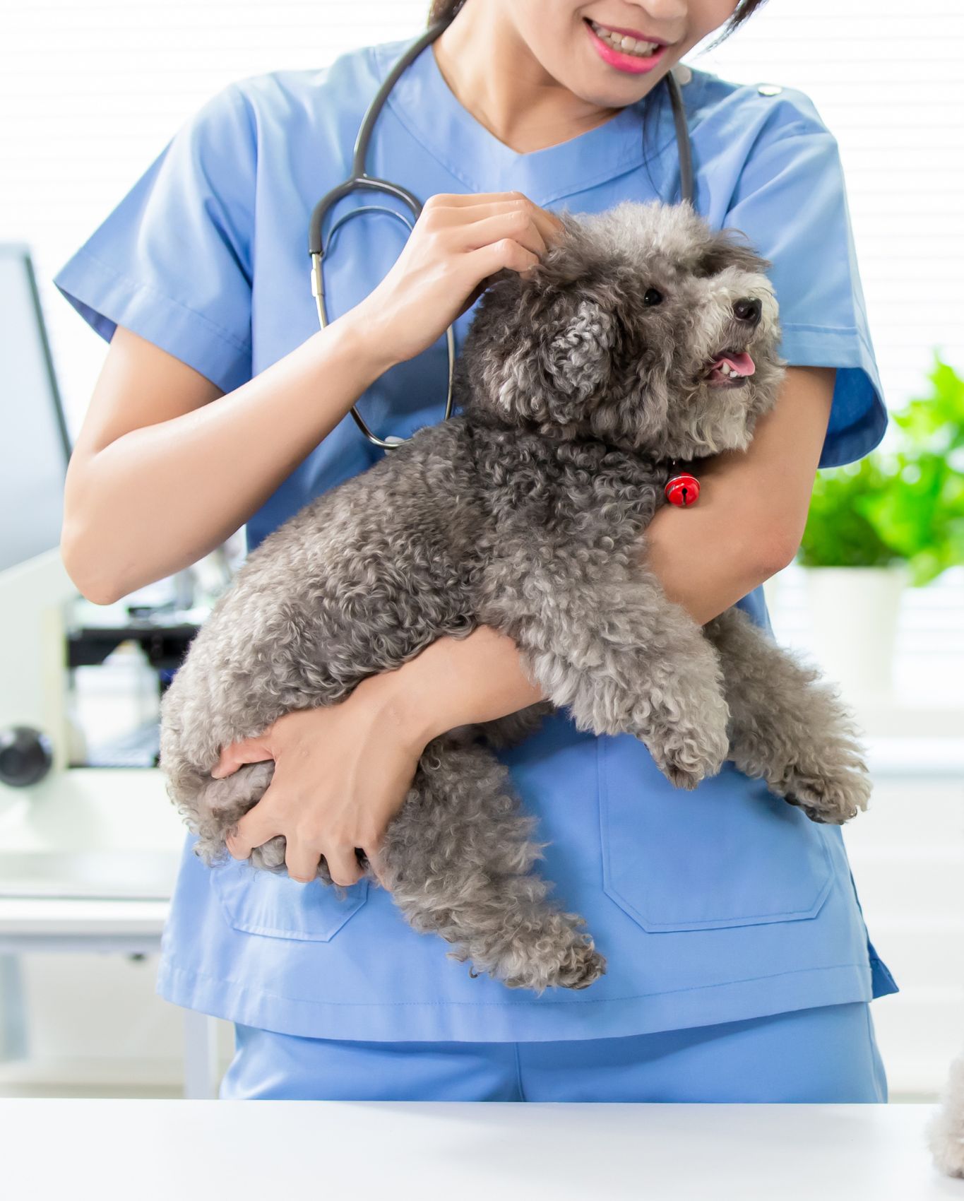 Meet Our Team | Veterinarians In Fletcher, NC