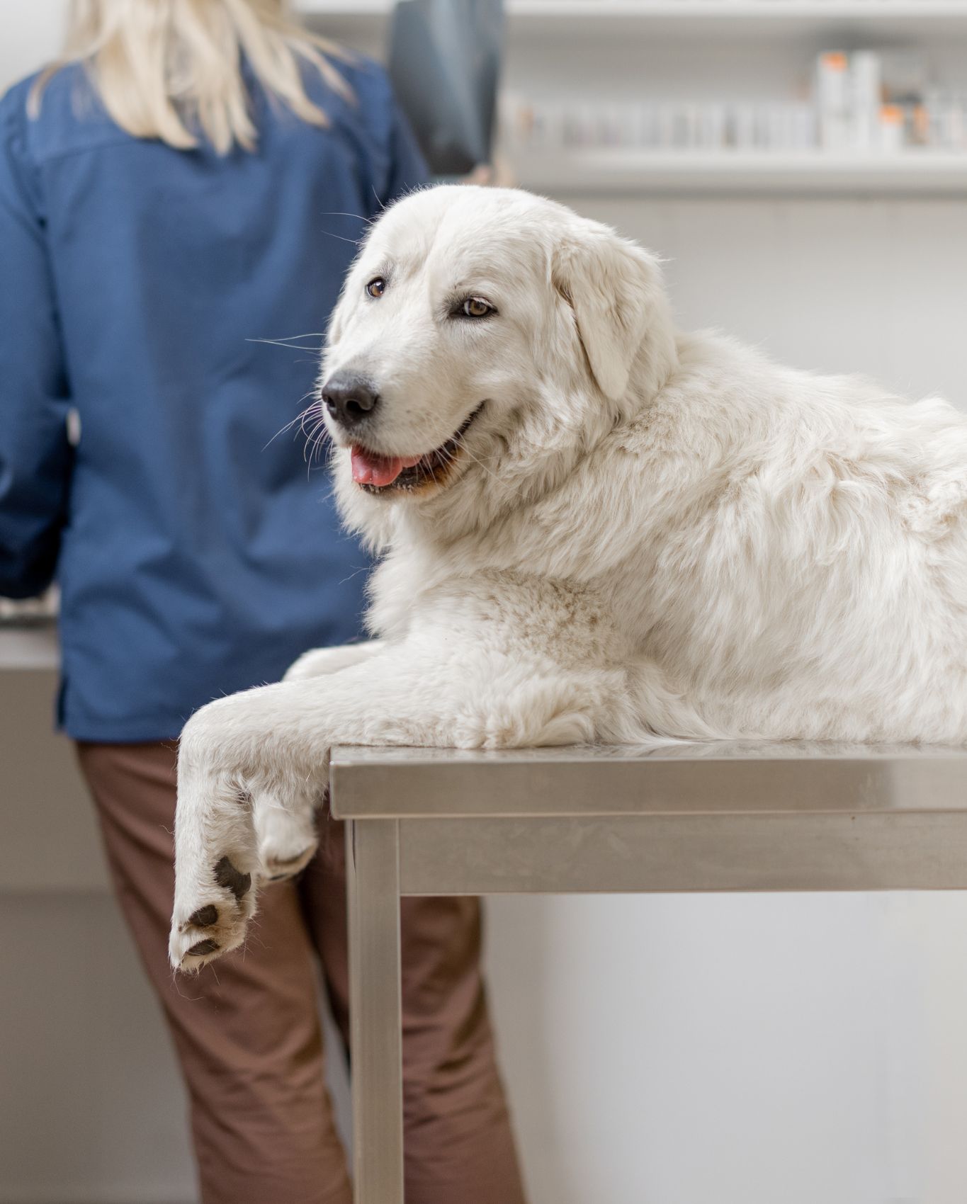 Veterinary Fecal Exam In Fletcher, NC | Fletcher Animal Hospital