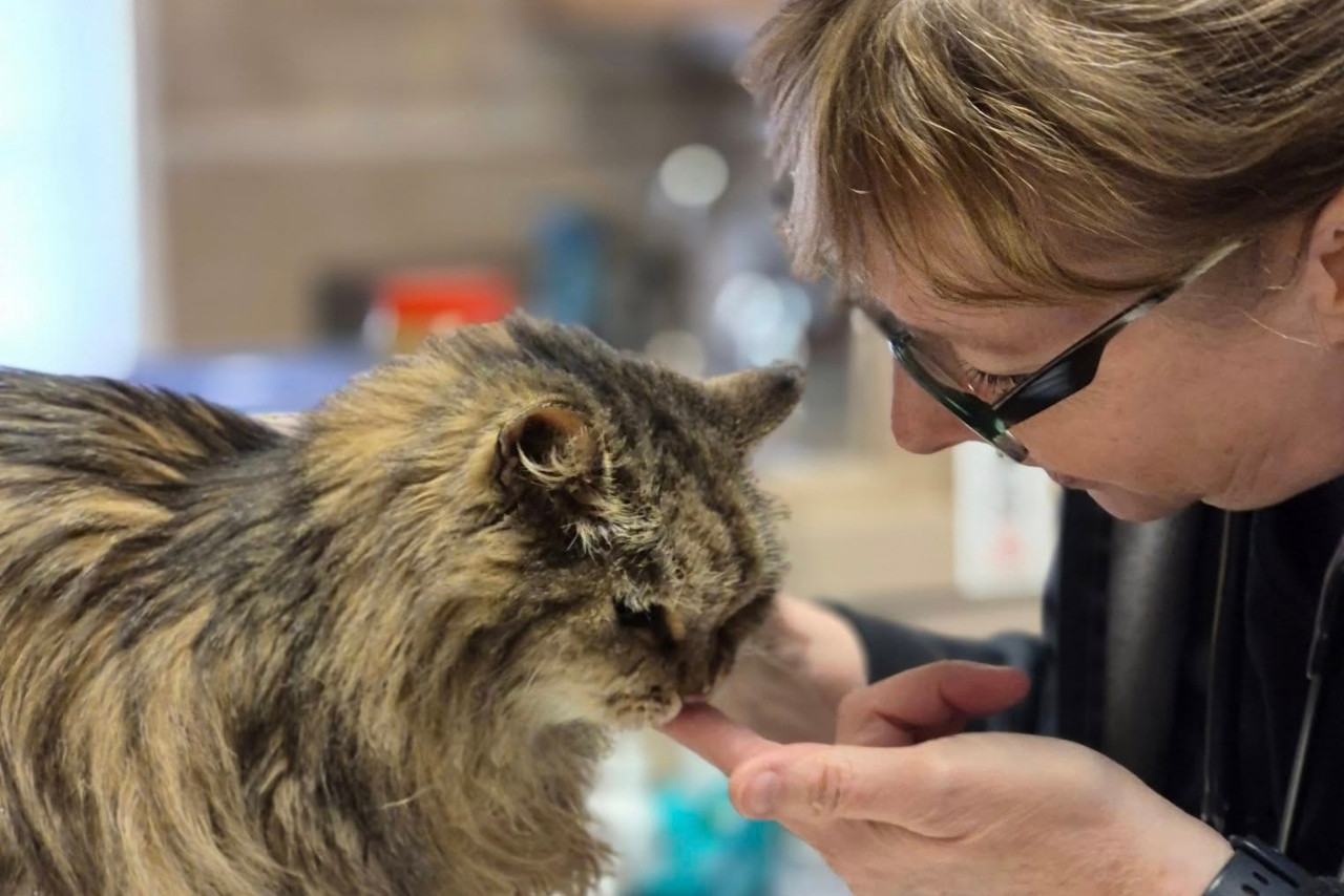Veterinary Services In Fletcher, NC | Fletcher Animal Hospital